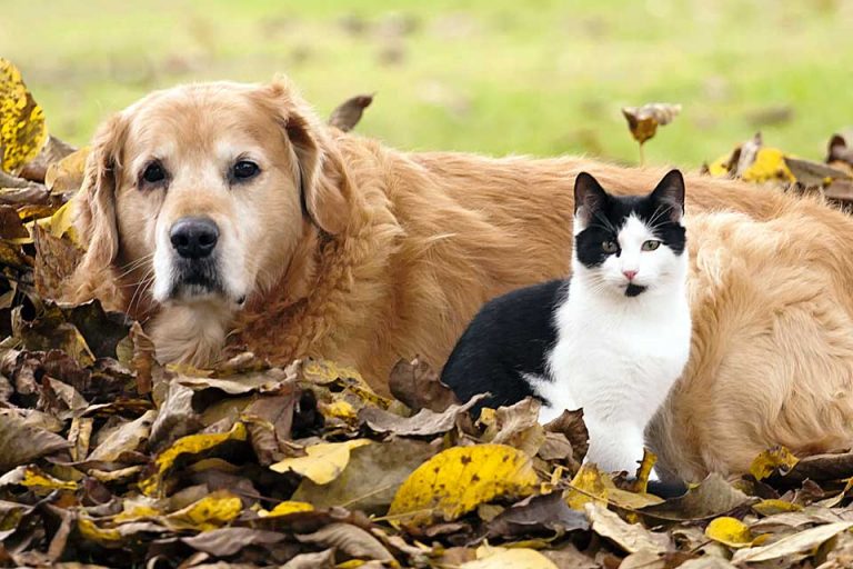 Senior Animals Need Love, Too – Pamelyn